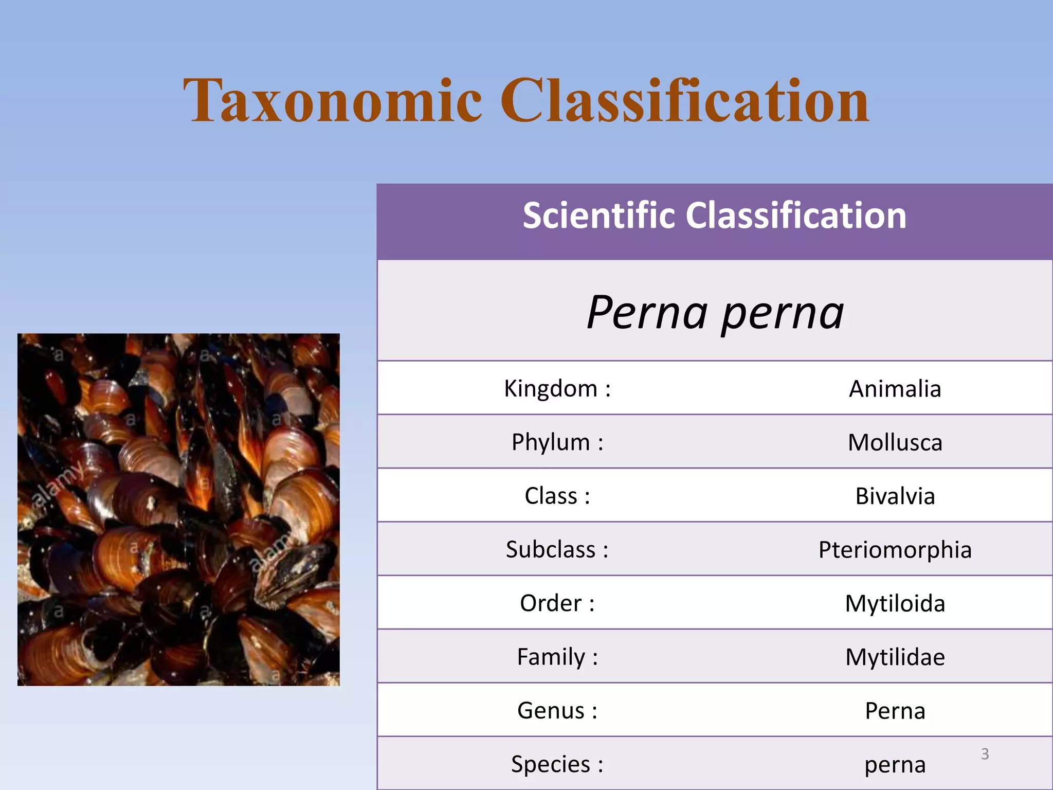 Life cycle of perna perna (brown mussels | PPTX