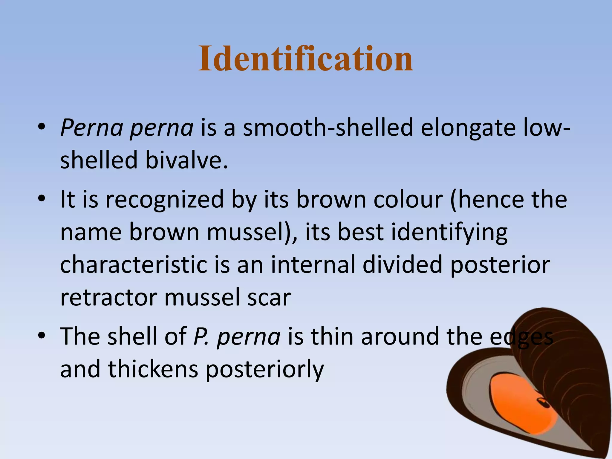 Life cycle of perna perna (brown mussels | PPTX
