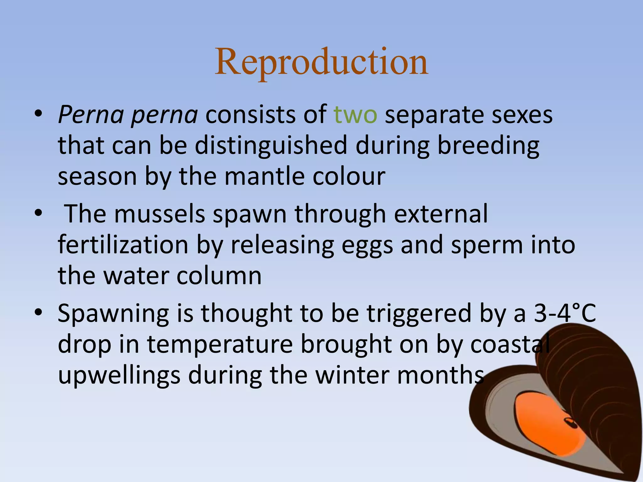 Life cycle of perna perna (brown mussels | PPTX