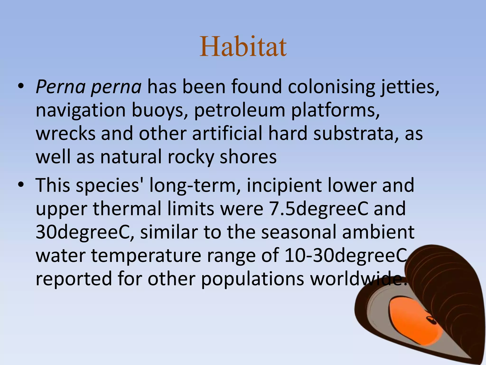 Life cycle of perna perna (brown mussels | PPTX