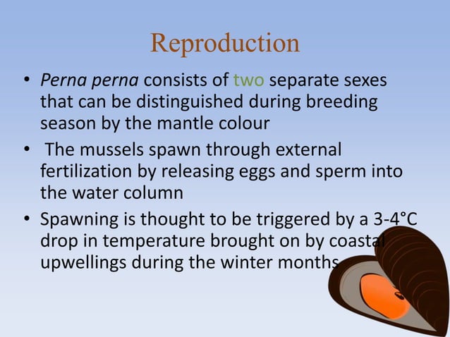 Life cycle of perna perna (brown mussels | PPTX