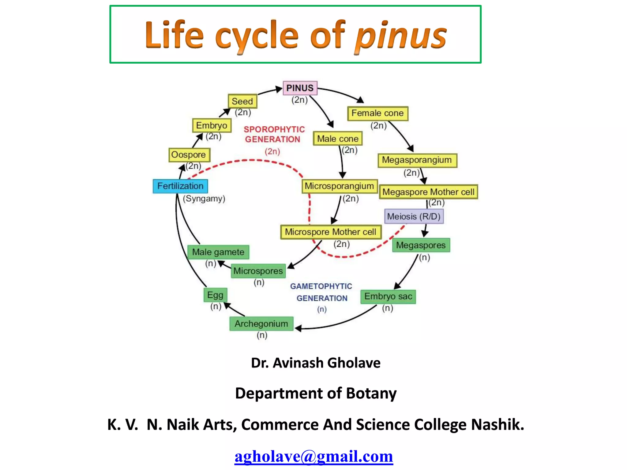 Life cycle of pinus | PPTX