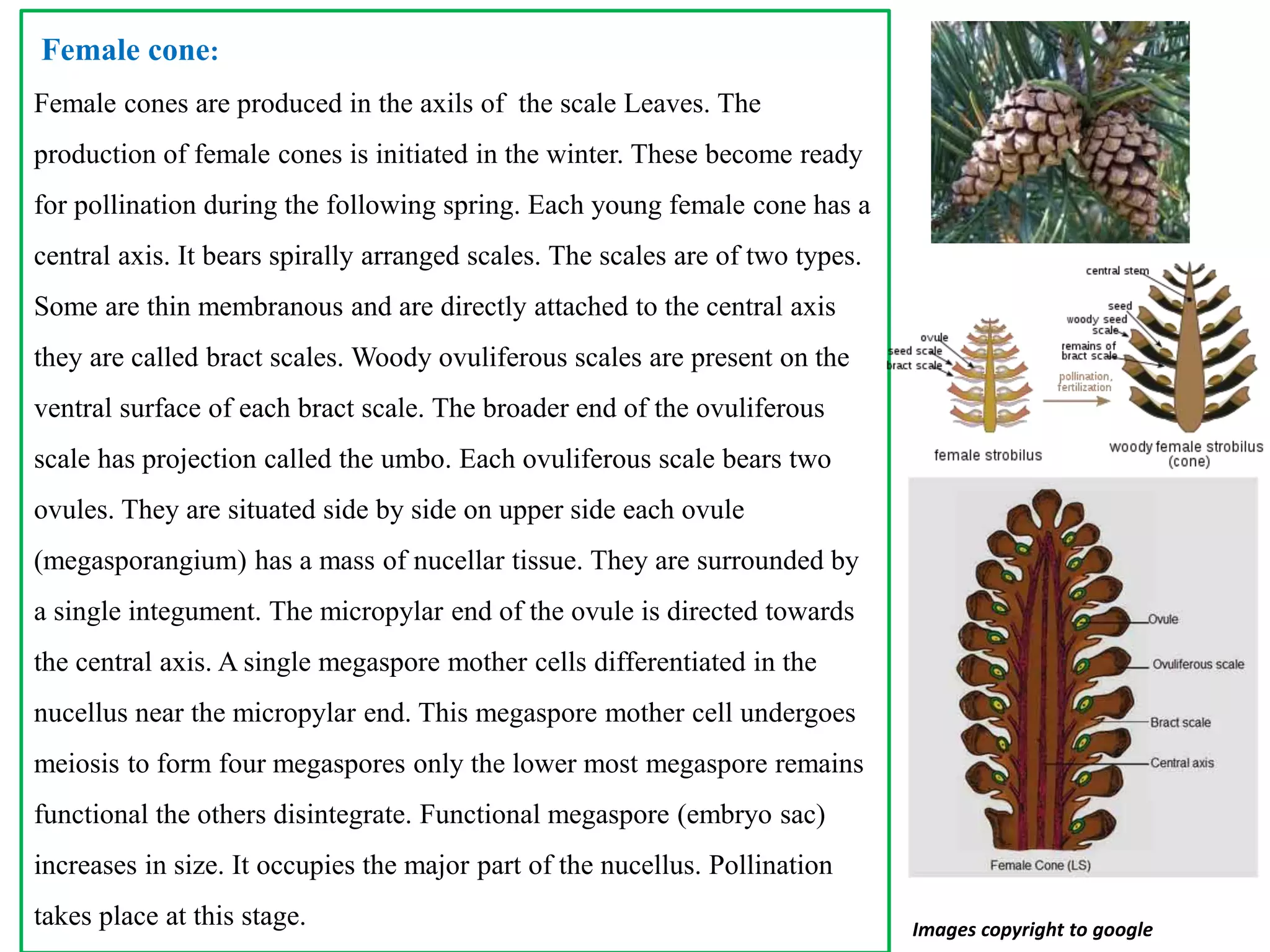 Life cycle of pinus | PPTX