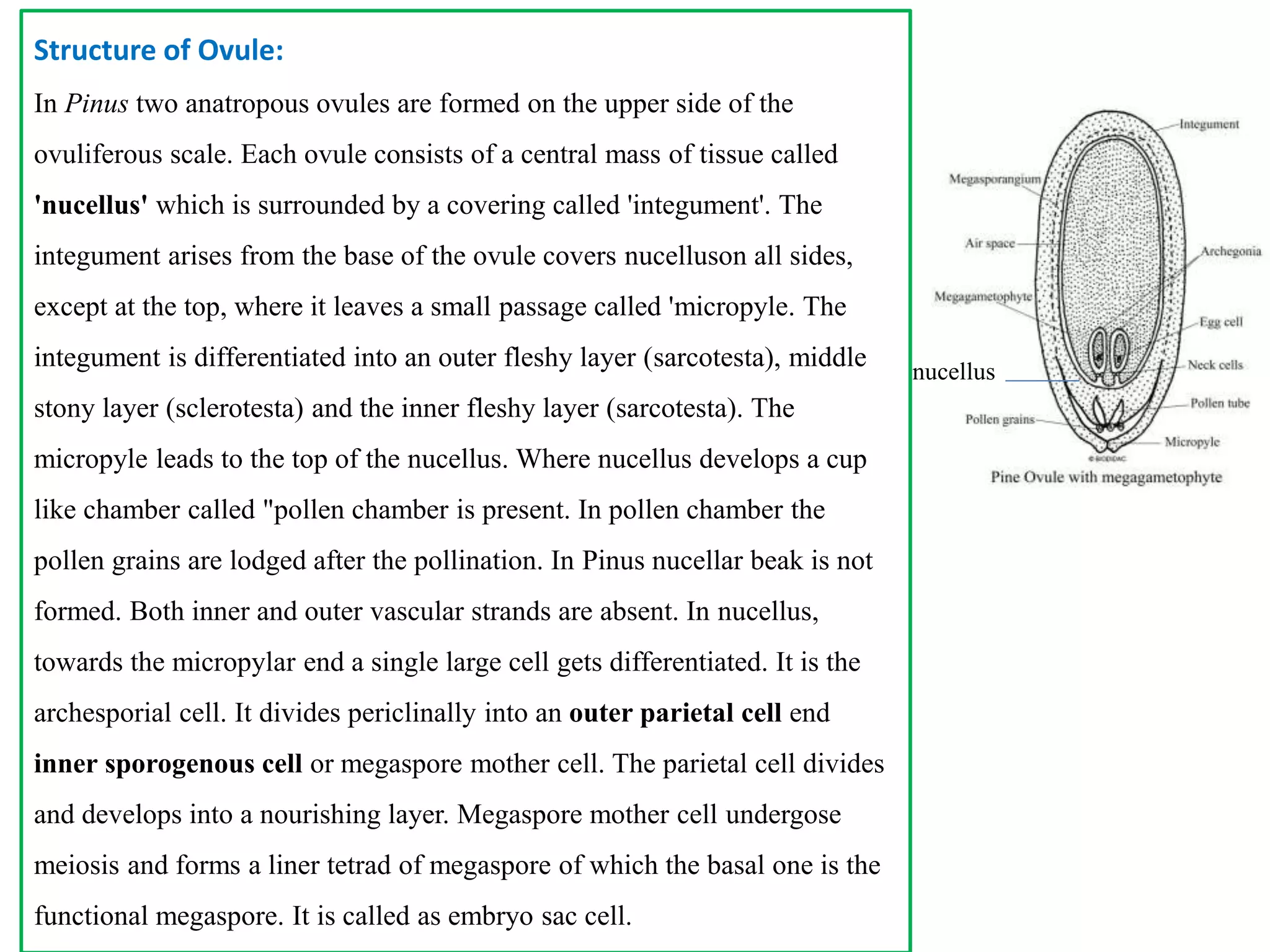 Life cycle of pinus | PPTX