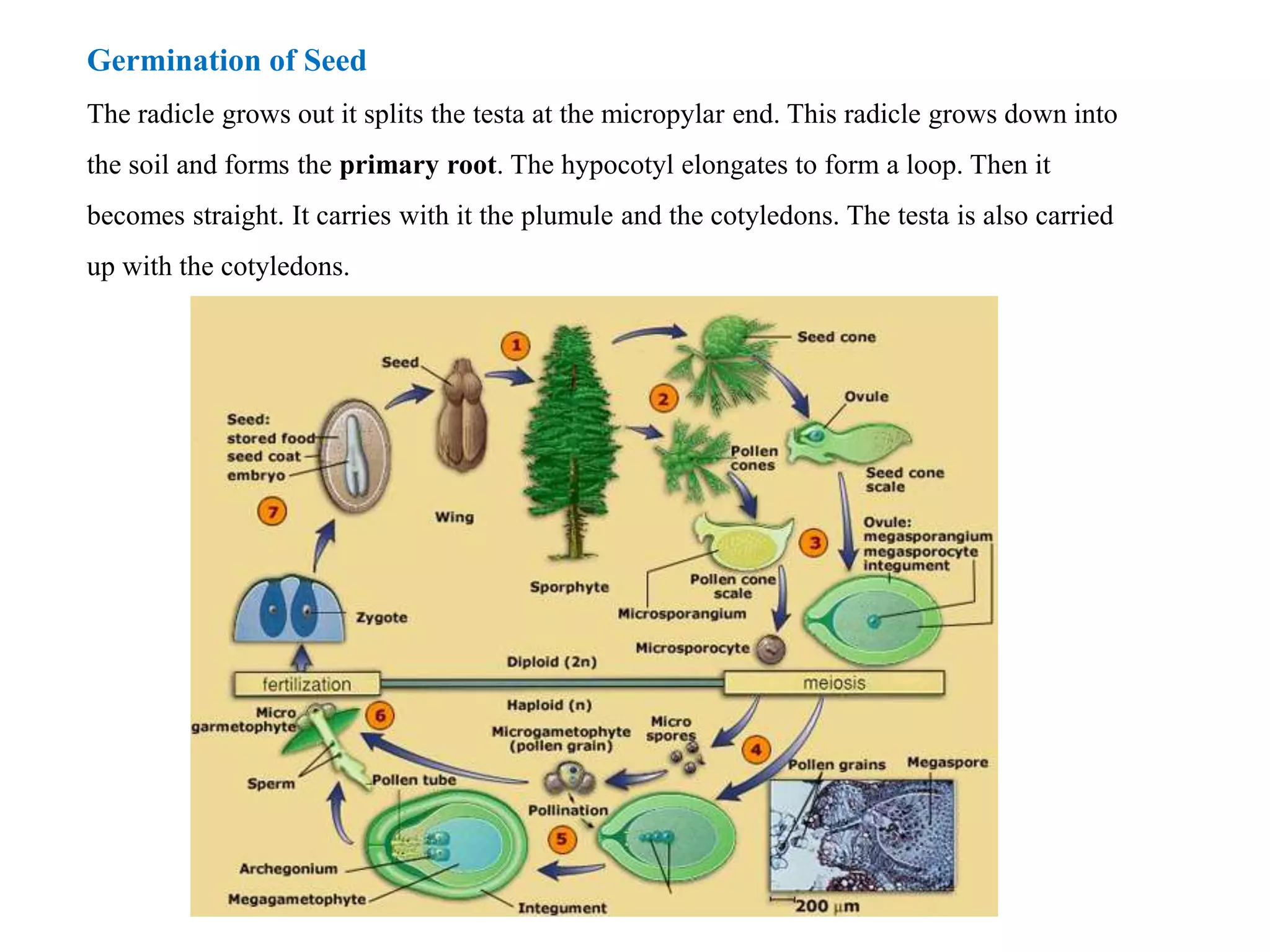 Life cycle of pinus | PPTX
