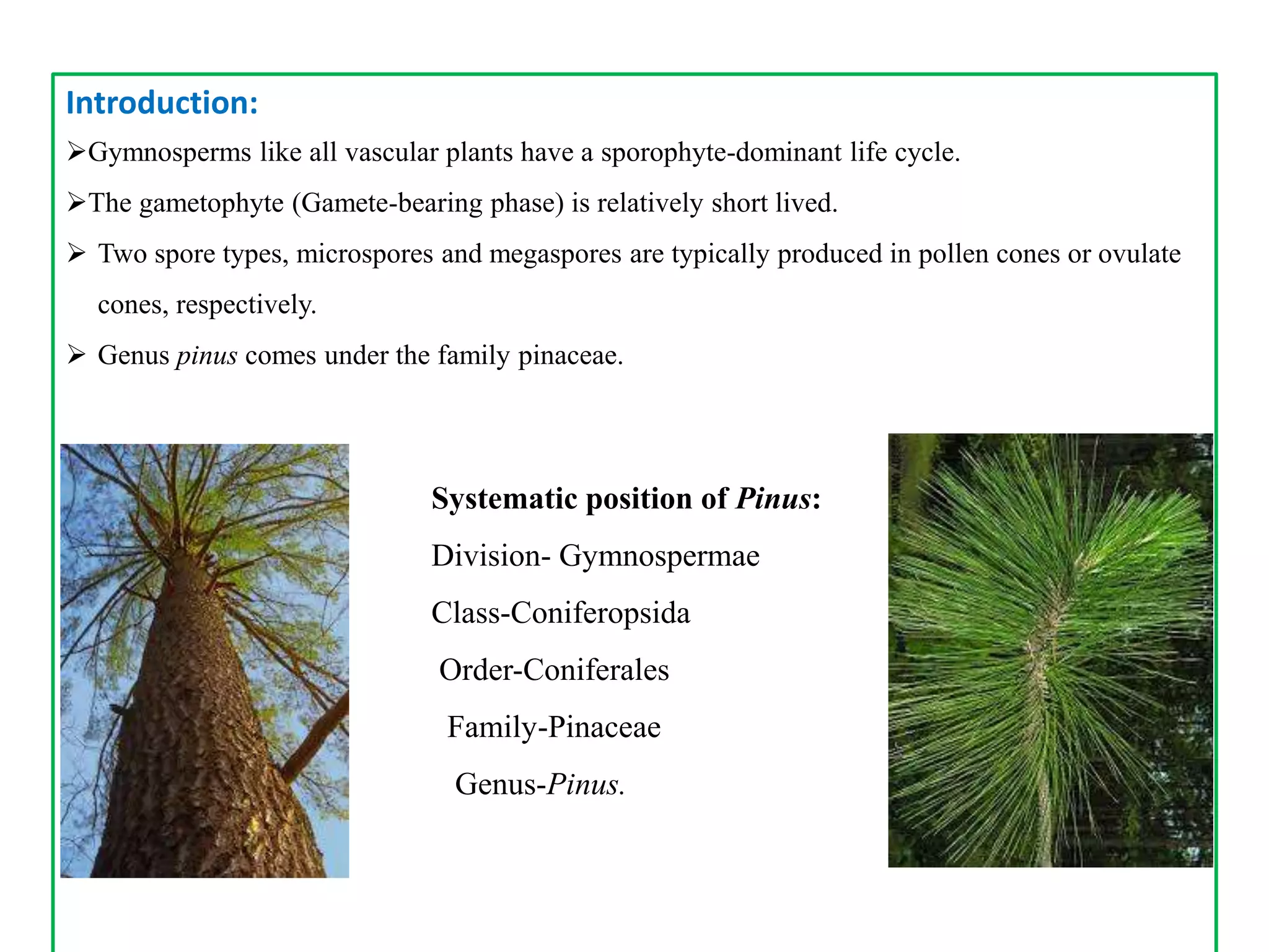 Life cycle of pinus | PPTX