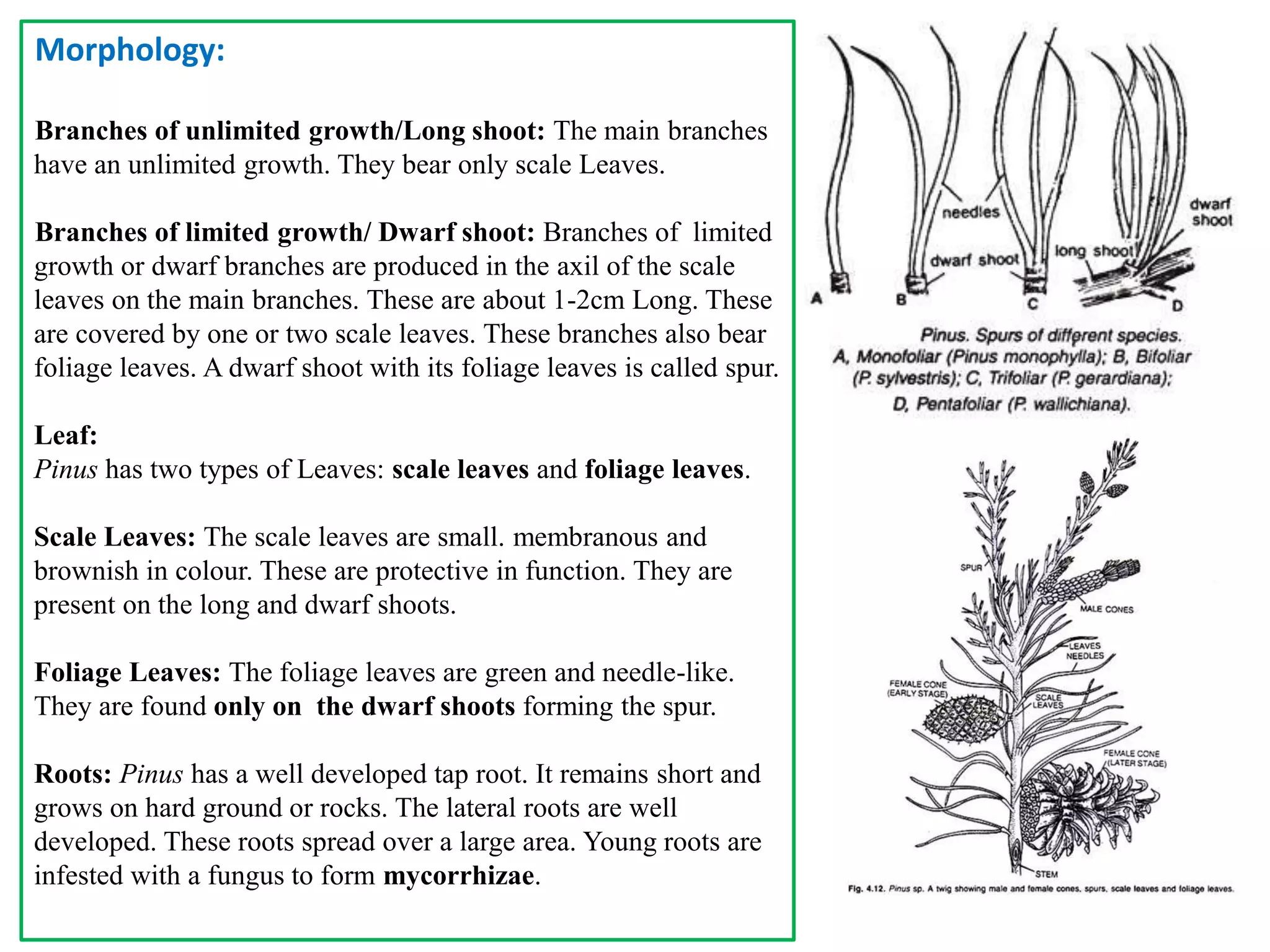 Life cycle of pinus | PPTX