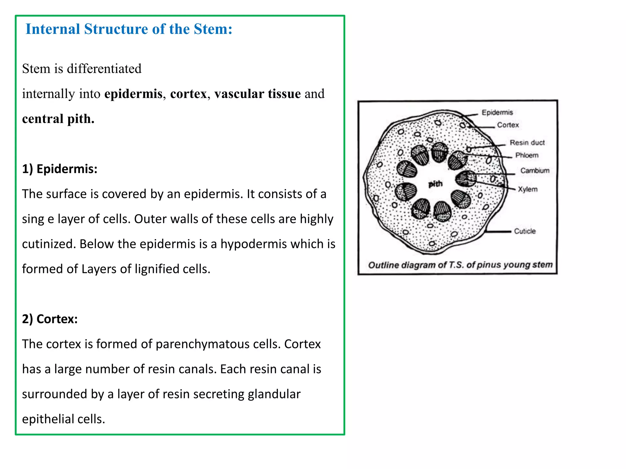 Life cycle of pinus | PPTX