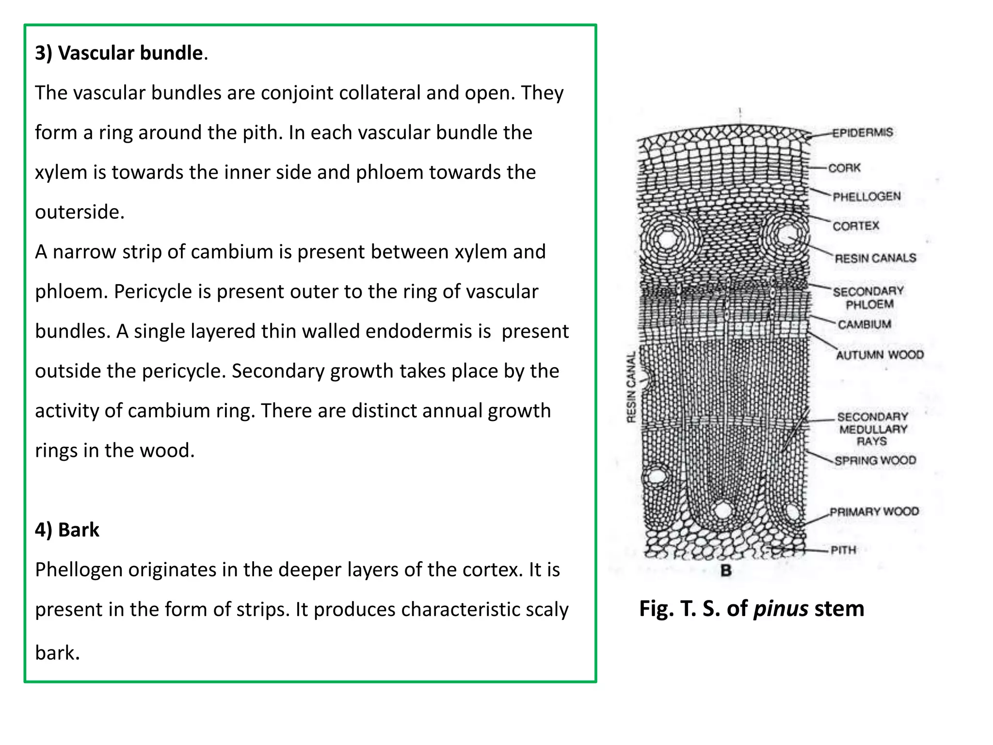Life cycle of pinus | PPTX