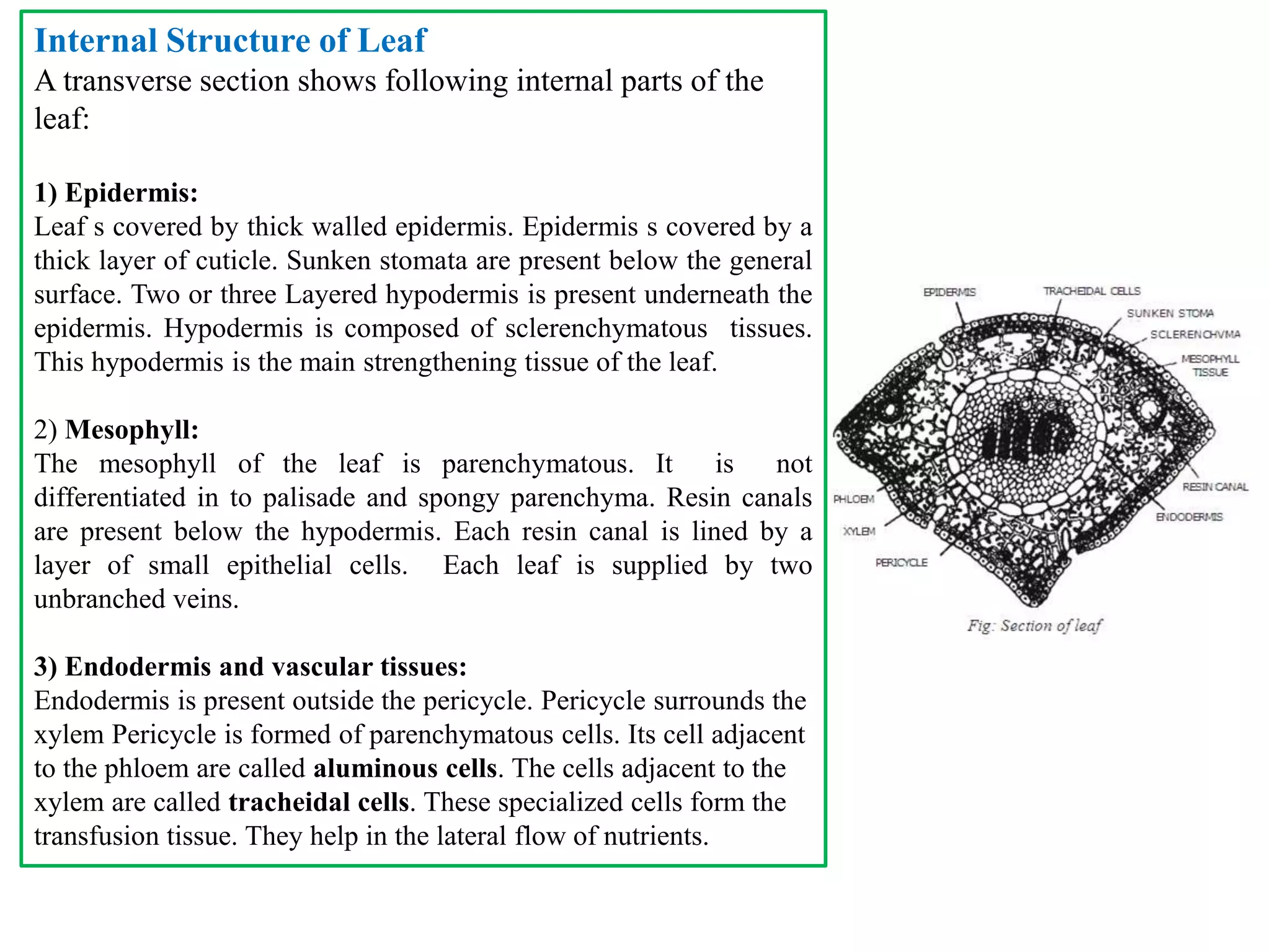 Life cycle of pinus | PPTX