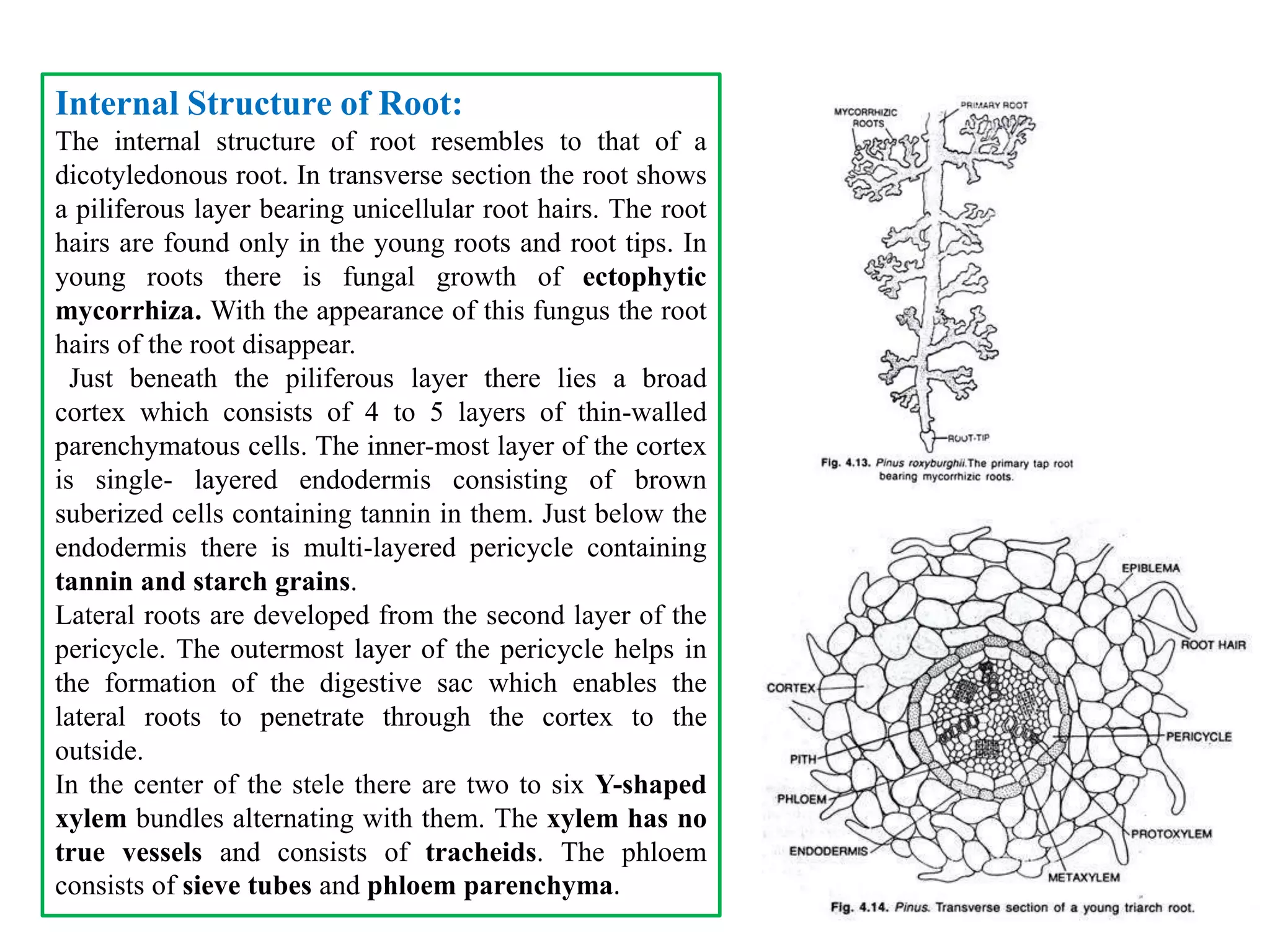 Life cycle of pinus | PPTX