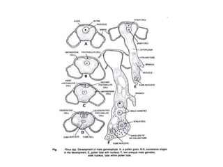 Life cycle of pinus | PPTX