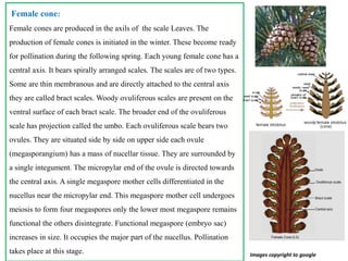 Life cycle of pinus | PPTX