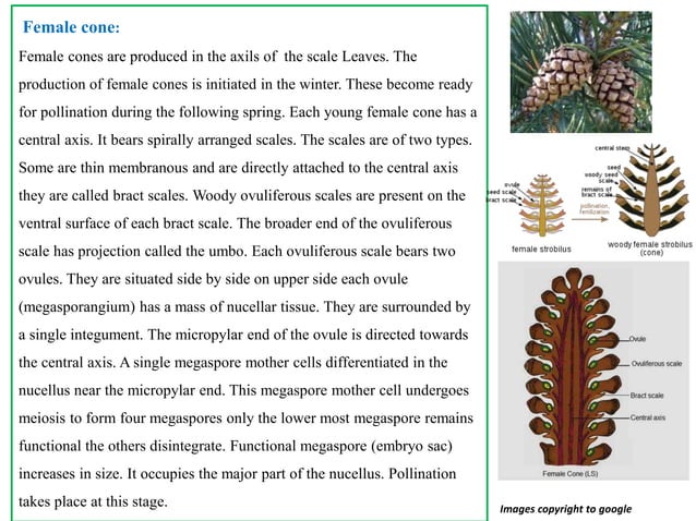 Life cycle of pinus | PPTX