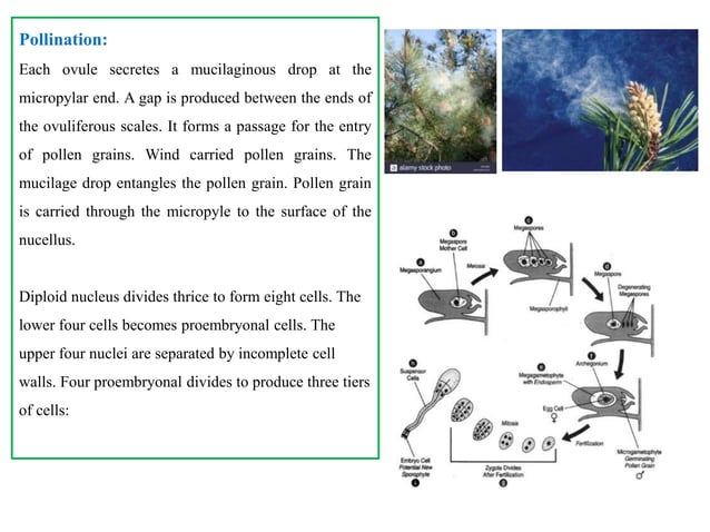Life cycle of pinus | PPTX