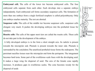 Life cycle of pinus | PPTX