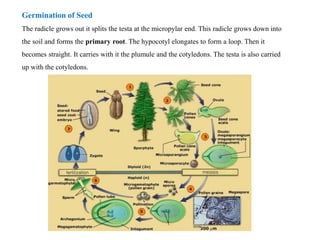 Life cycle of pinus | PPTX