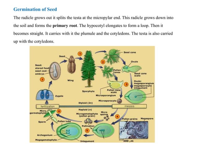 Life cycle of pinus | PPTX