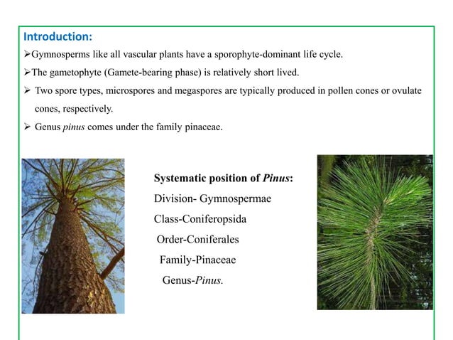 Life cycle of pinus | PPTX