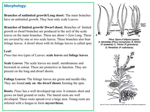 Life cycle of pinus | PPTX