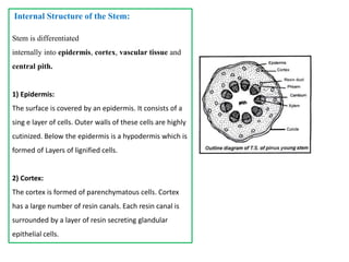 Life cycle of pinus | PPTX