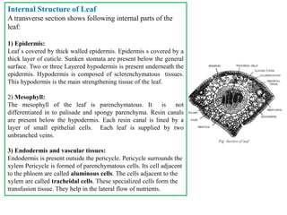 Life cycle of pinus | PPTX
