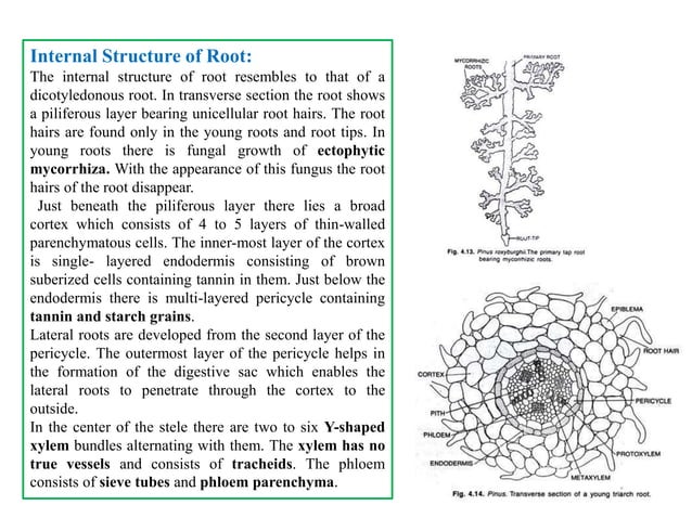 Life cycle of pinus | PPTX