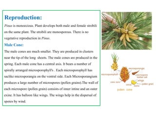 Life cycle of pinus | PPTX