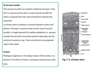 Pinus Root Labelled