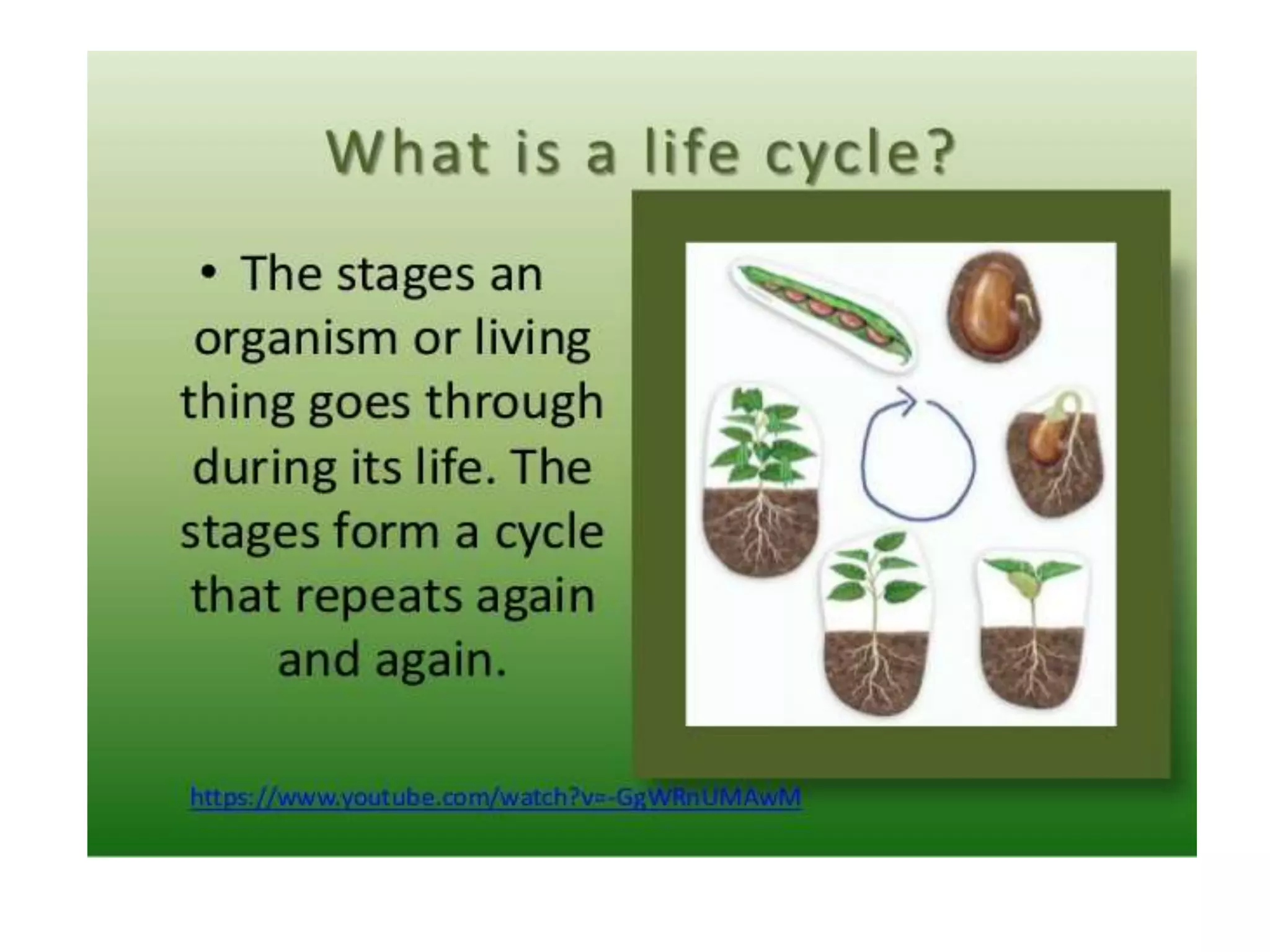 Life cycle of plant By Mr Allah Dad Khan Former DG Agriculture ...