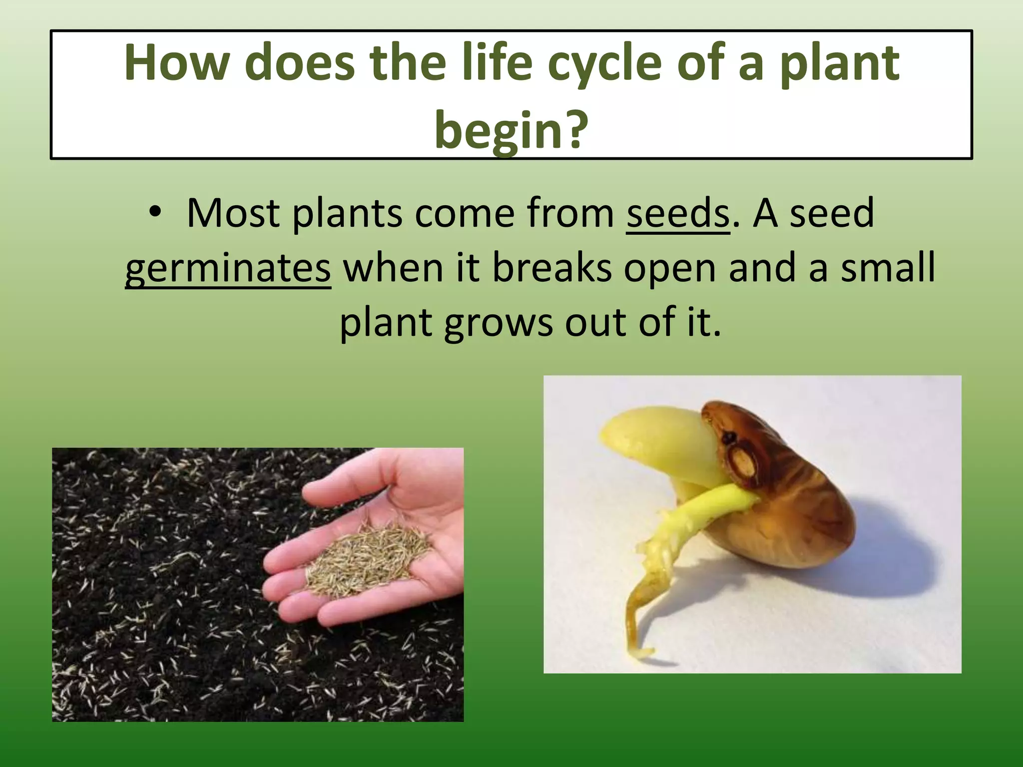 Life cycle of plants | PPTX