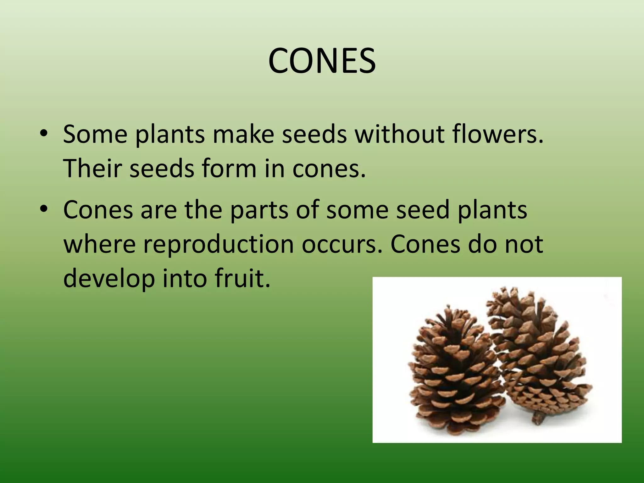 Life cycle of plants | PPTX