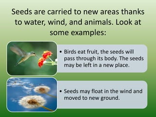 Life cycle of plants | PPTX