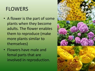 Life cycle of plants | PPTX