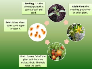 Life cycle of plants | PPTX