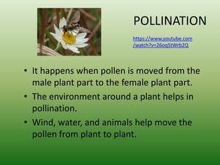 Life cycle of plants | PPTX