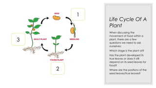 primary science Life cycle of plants.pptx