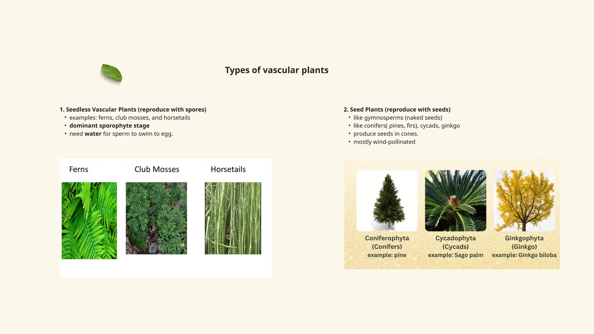 Life Cycle of Plants: Gametophyte and Sporophyte | PPTX