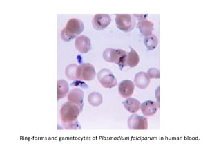 Life cycle of plasmodium | PPTX