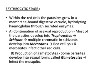 Life cycle of plasmodium | PPTX