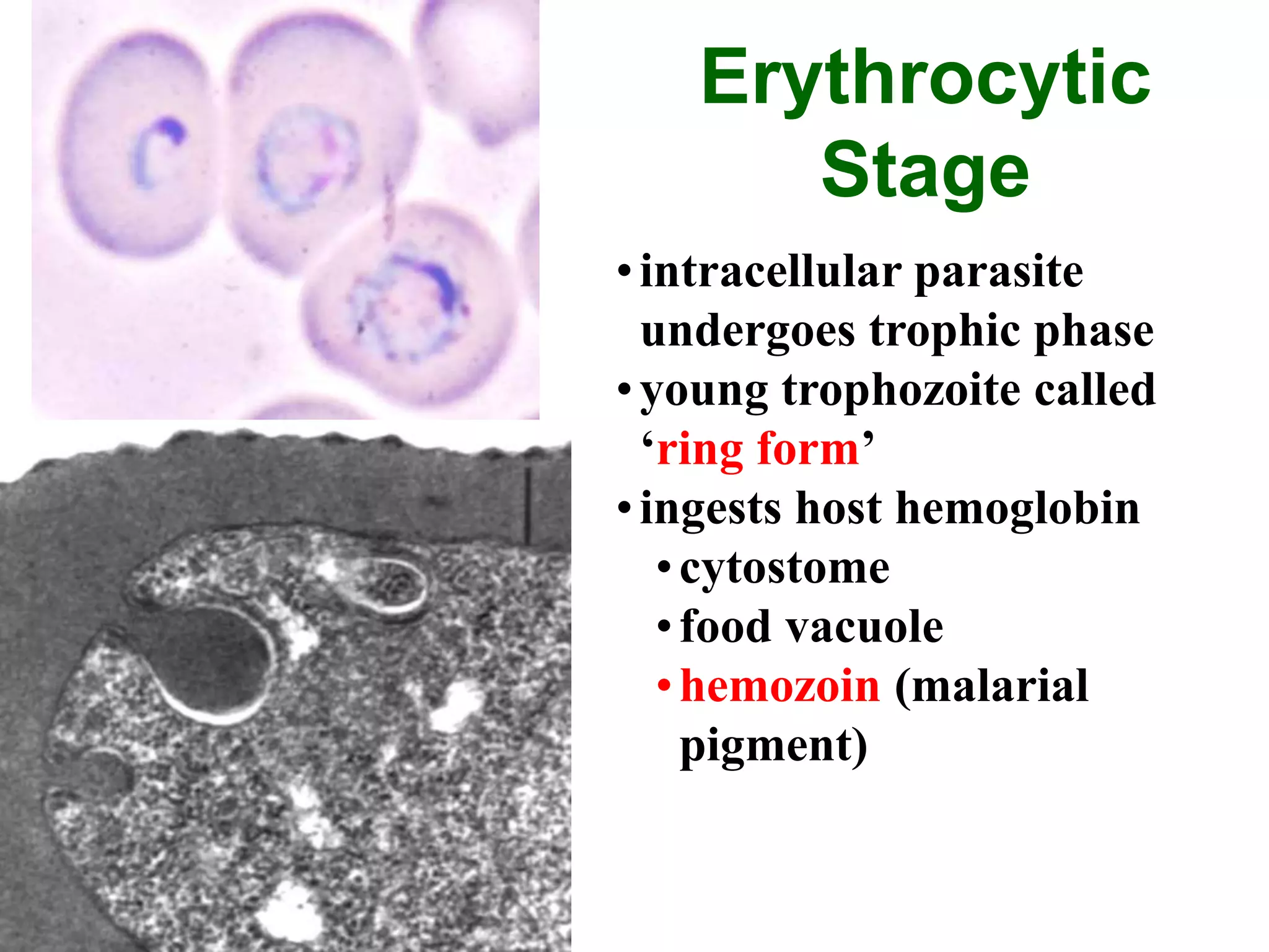 Life cycle of plasmodium | PPTX