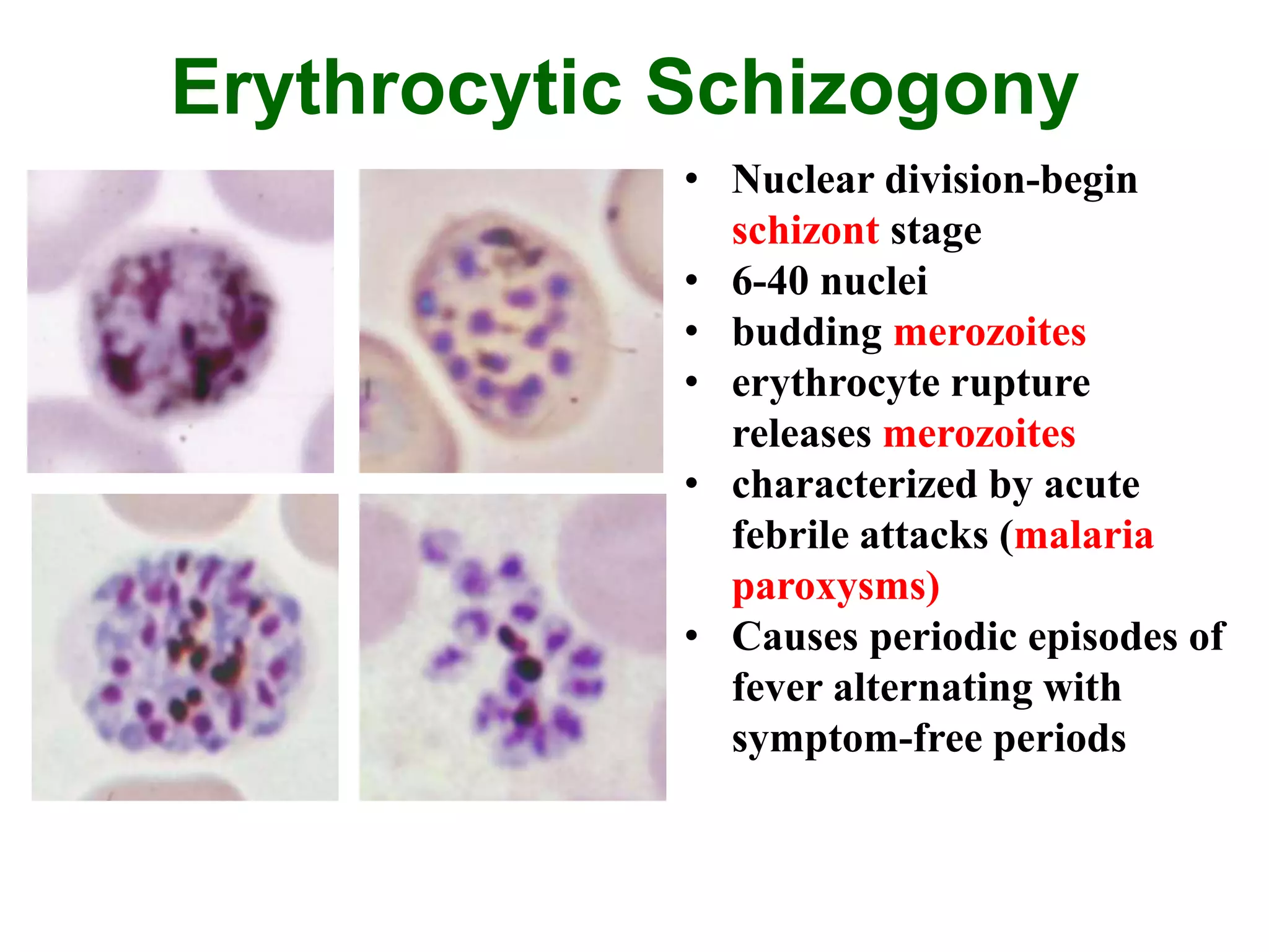 Life cycle of plasmodium | PPTX