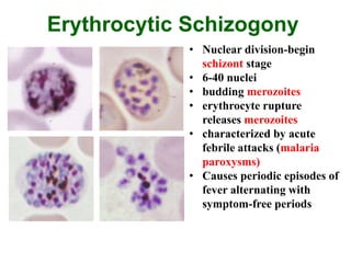 Life cycle of plasmodium | PPTX