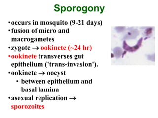 Life cycle of plasmodium | PPTX