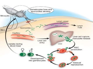 Life cycle of plasmodium | PPTX