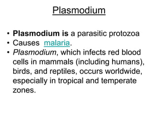 Plasmodium Slide Labeled