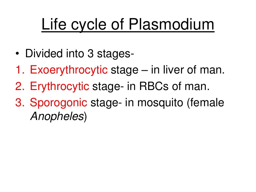 Life Cycle Of Plasmodium Sp In The Body Of Mosquito And