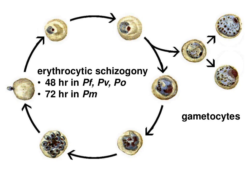 Life cycle of plasmodium
