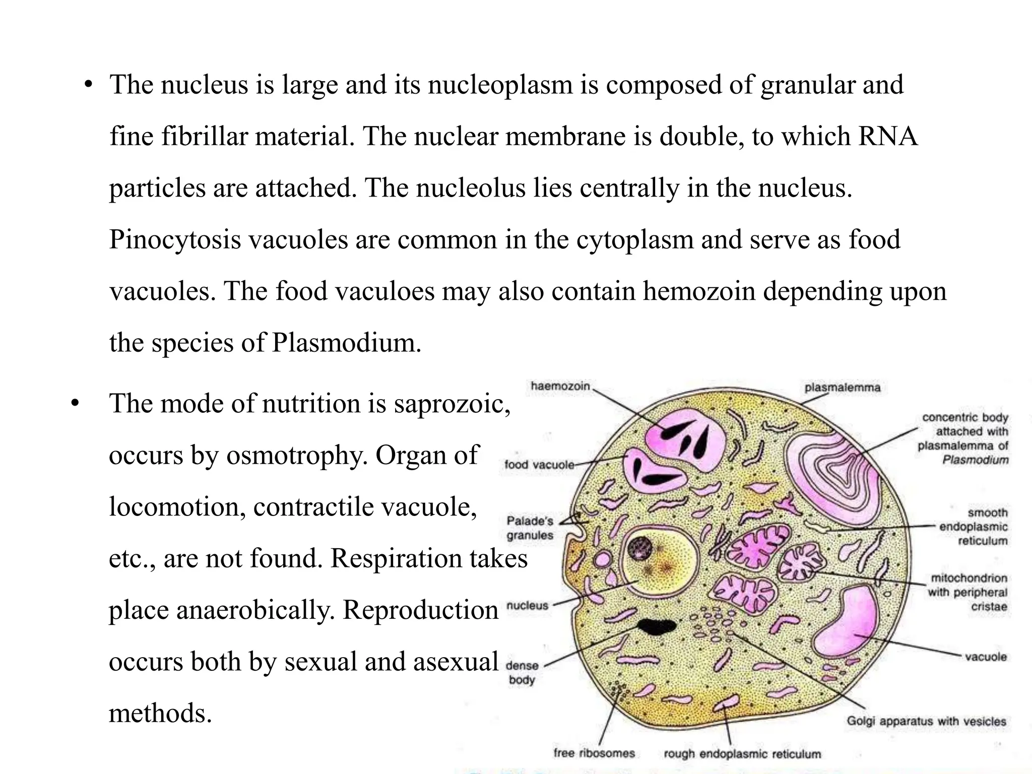 Ultra structure and life cycle of Plasmodium.pptx