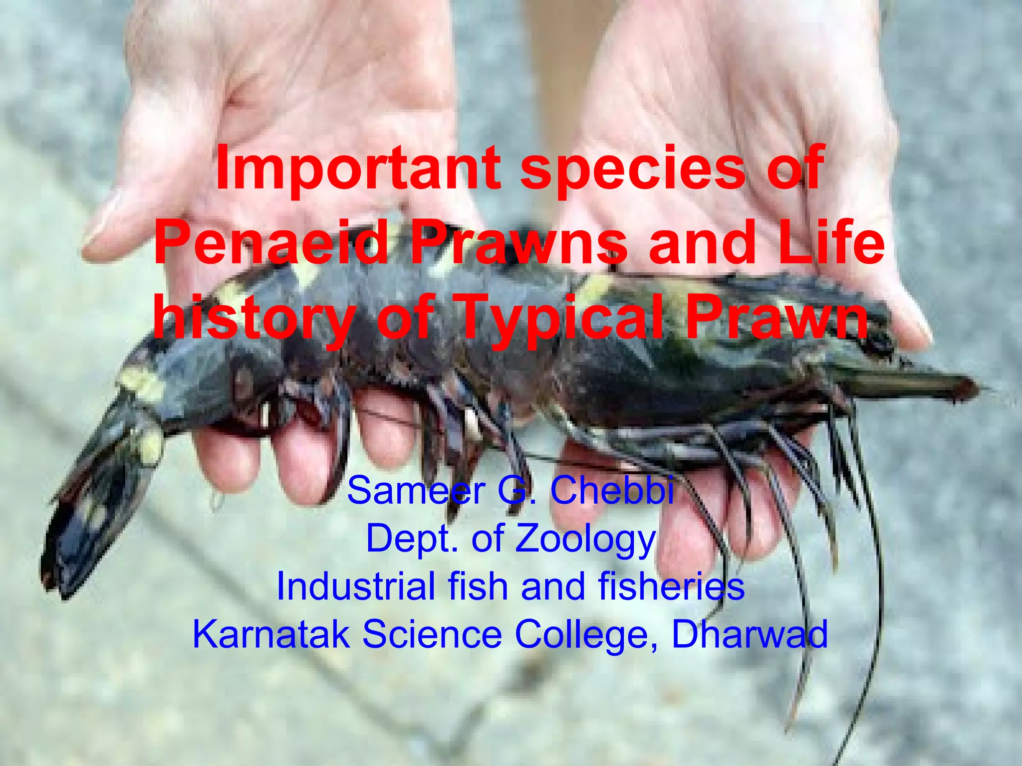 Life cycle of prawn | PPT